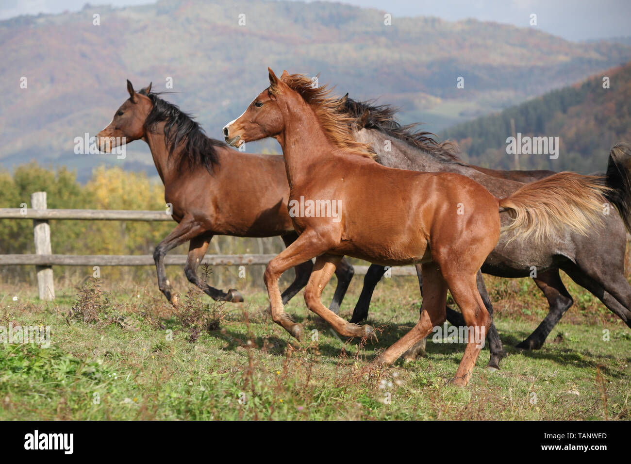 Group of horses running together on autumn pasturage Stock Photo - Alamy