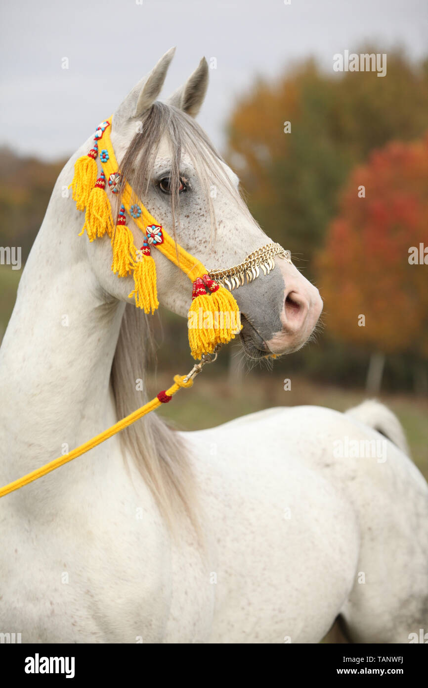 White show halter hi-res stock photography and images - Alamy