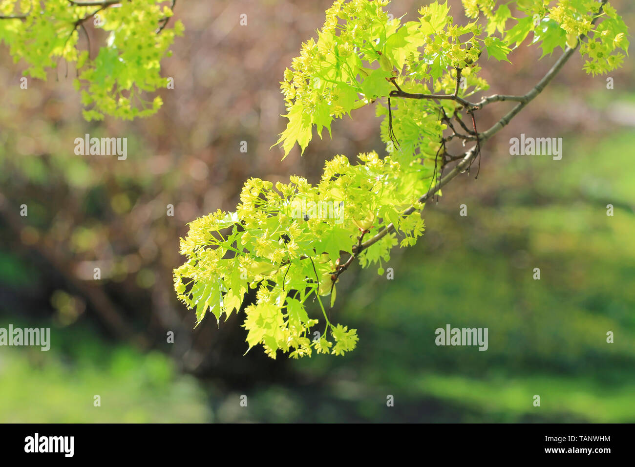 Bright green flowers and small leaves of a maple tree in bright ...