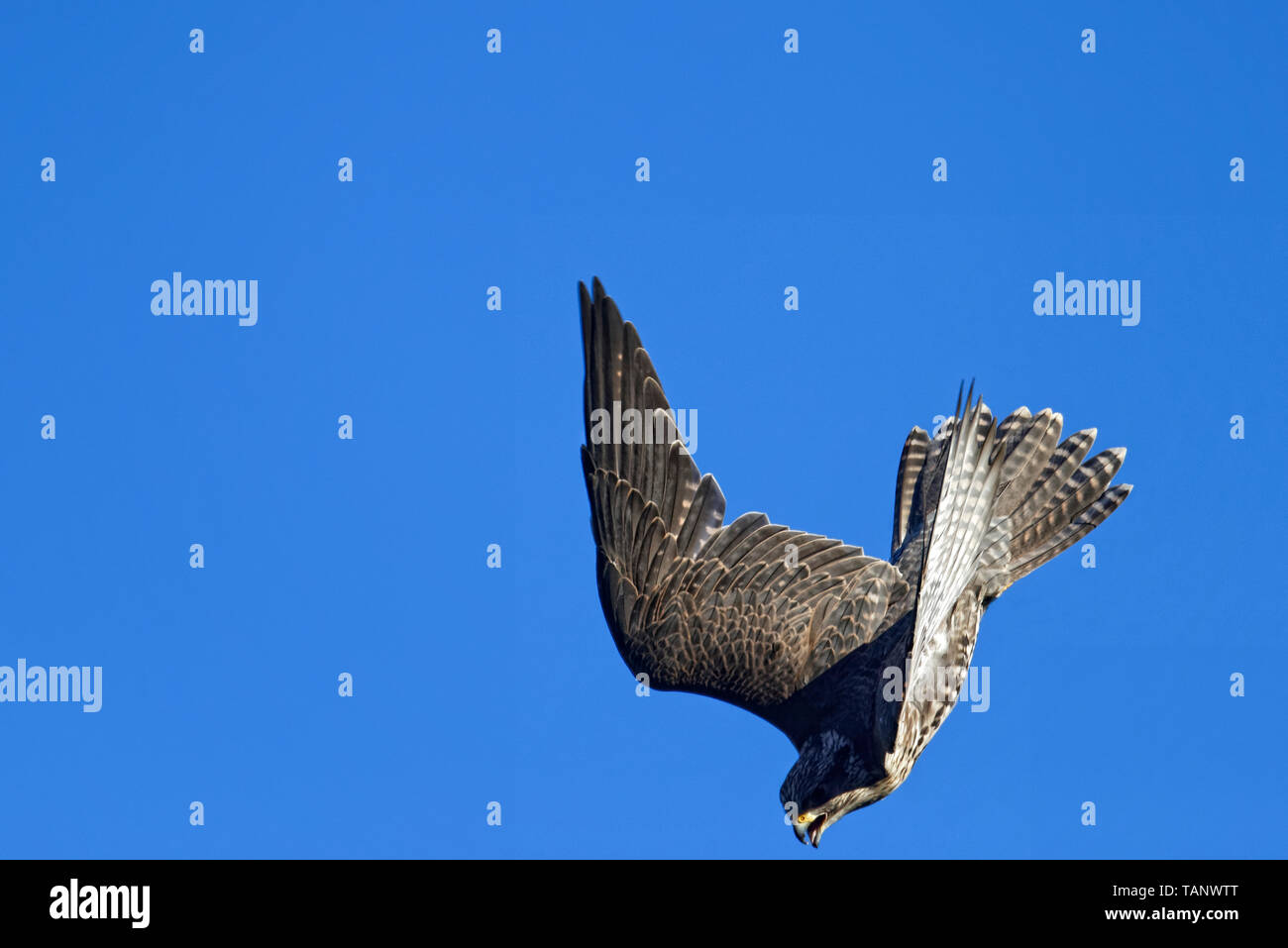 Saker Falcon,Falco cherrug,flying Stock Photo - Alamy