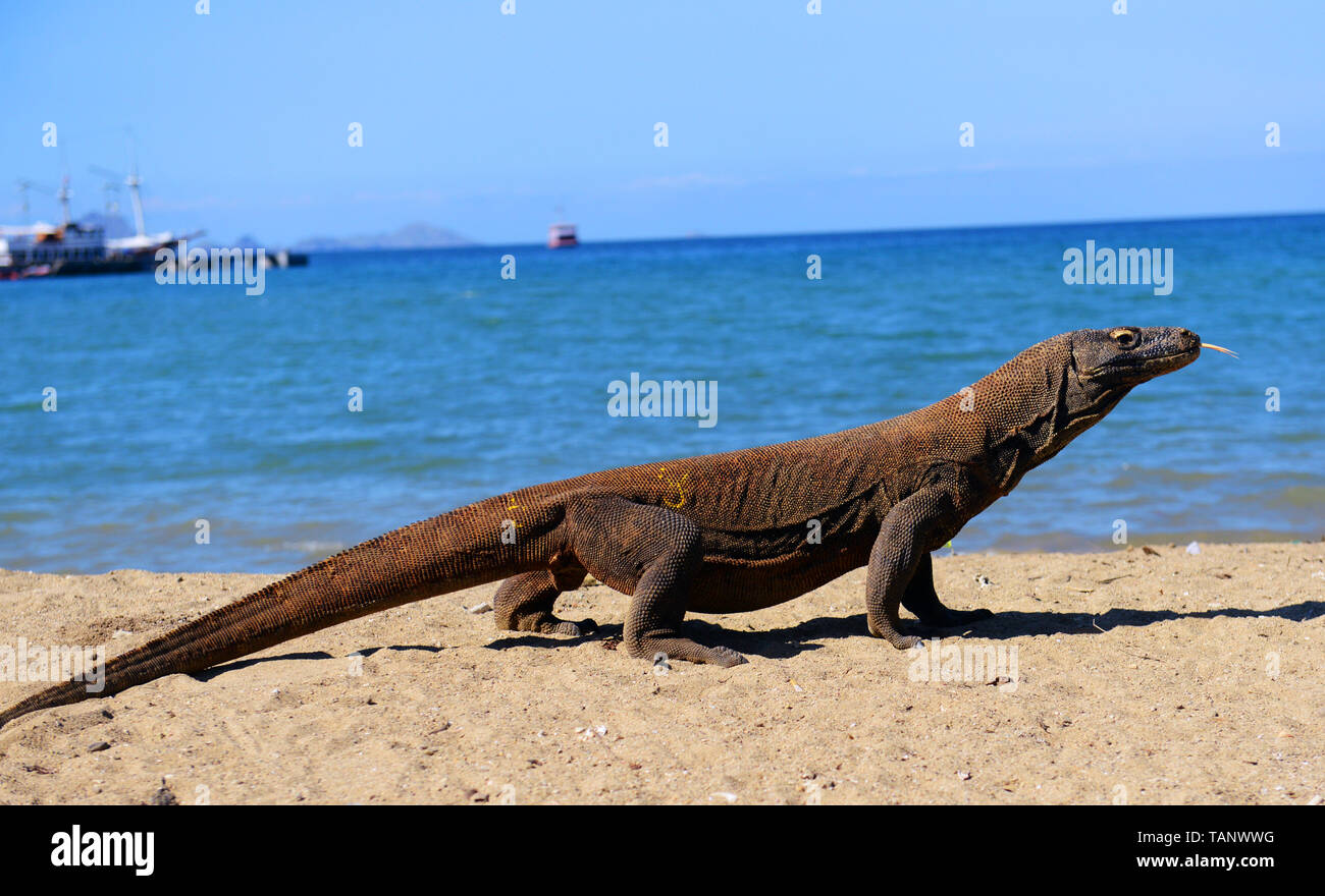 Komodo island wildlife hi-res stock photography and images - Alamy