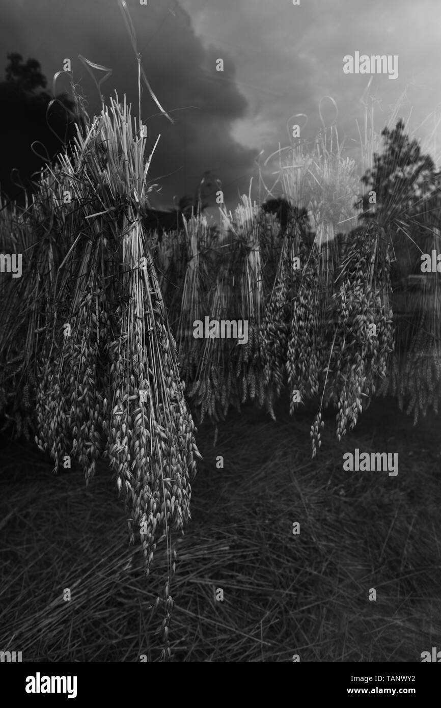 Drying bundles of wheat / corn / straw harvest decorations on a farm in ...
