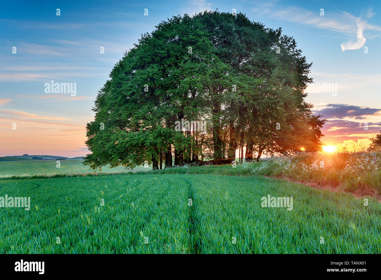 England tumuli trees hi-res stock photography and images - Alamy