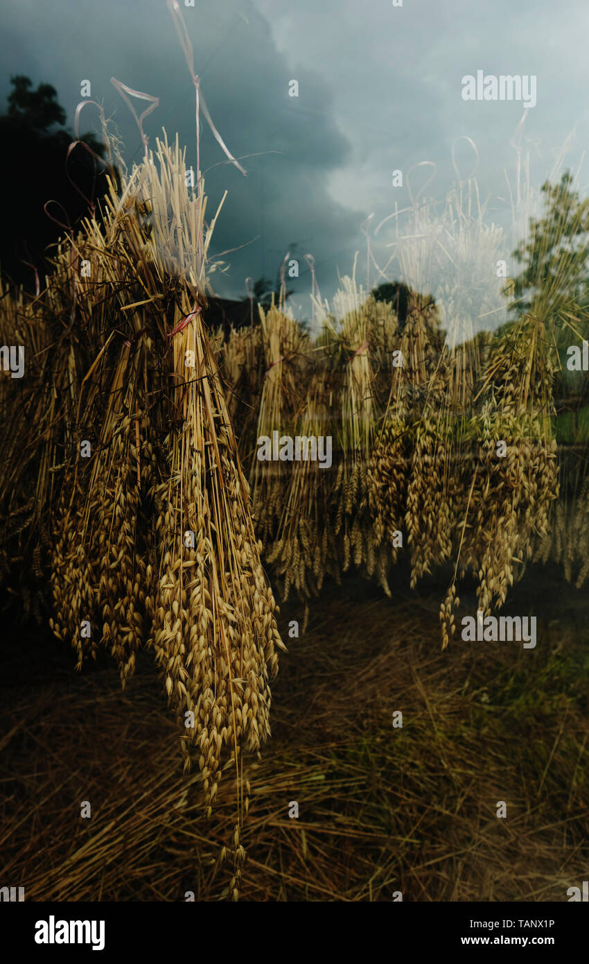 Corn dolly hi-res stock photography and images - Alamy