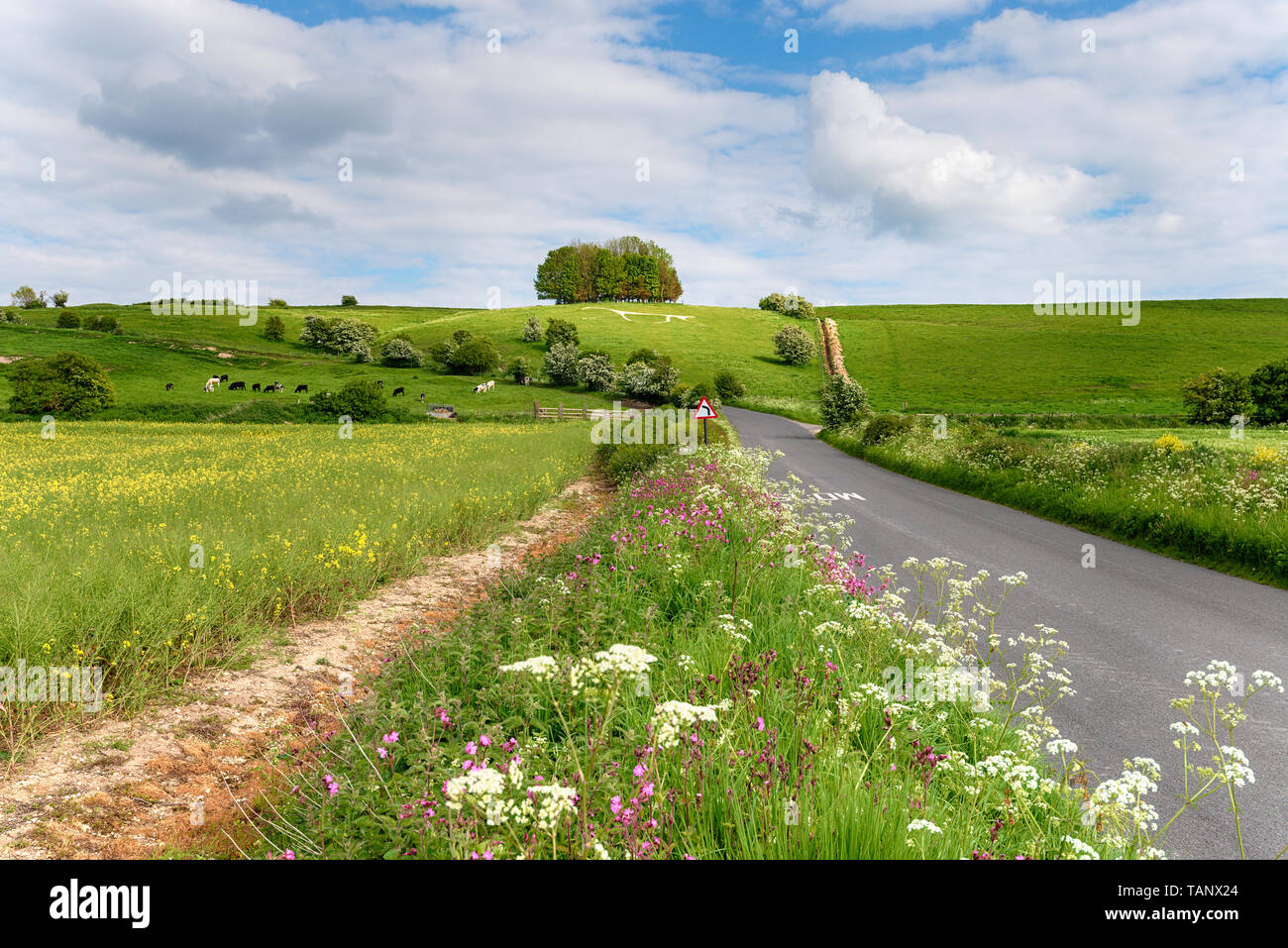 The white horse on Hackpen Hill at the Ridgeway on the Malborough Downs ...