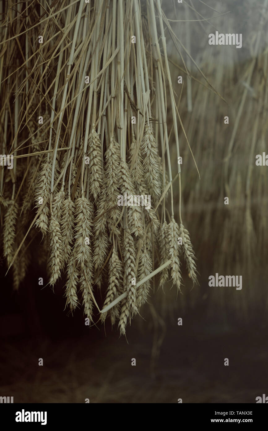 Corn dolly hi-res stock photography and images - Alamy