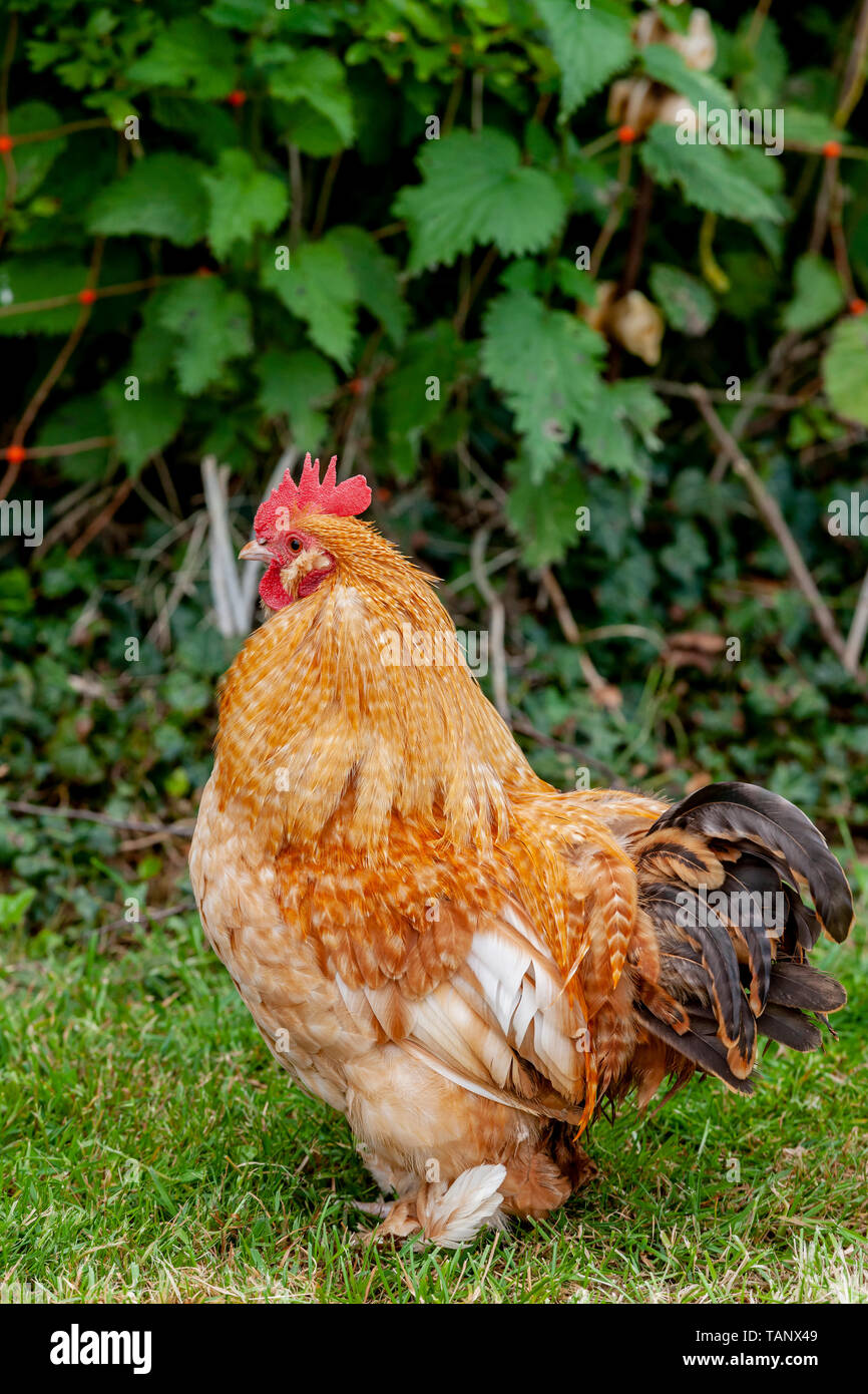 Lohmann Brown Rangers Stock Photo - Alamy