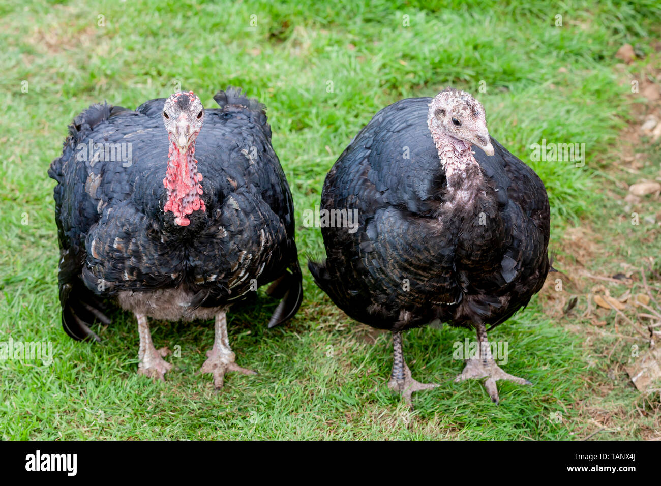 Bronze turkey feather hi-res stock photography and images - Alamy