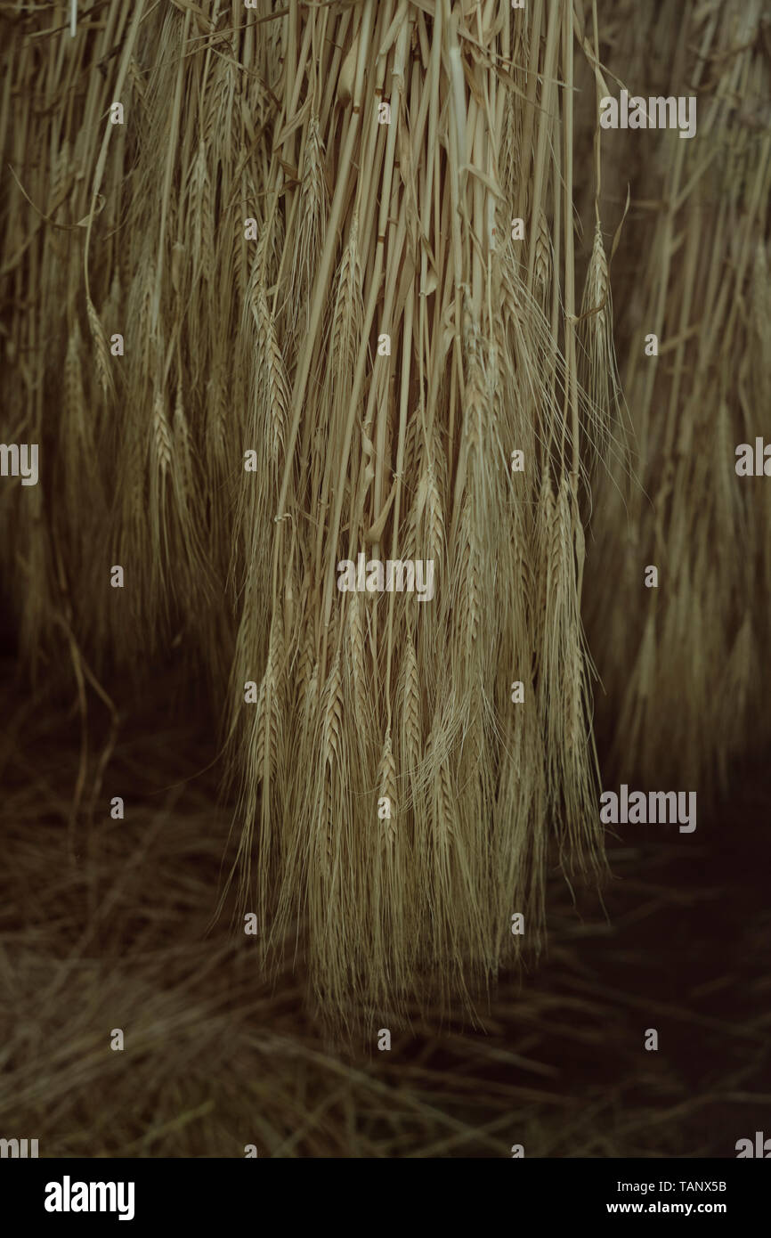 Drying bundles of wheat / corn / straw harvest decorations on a farm in ...