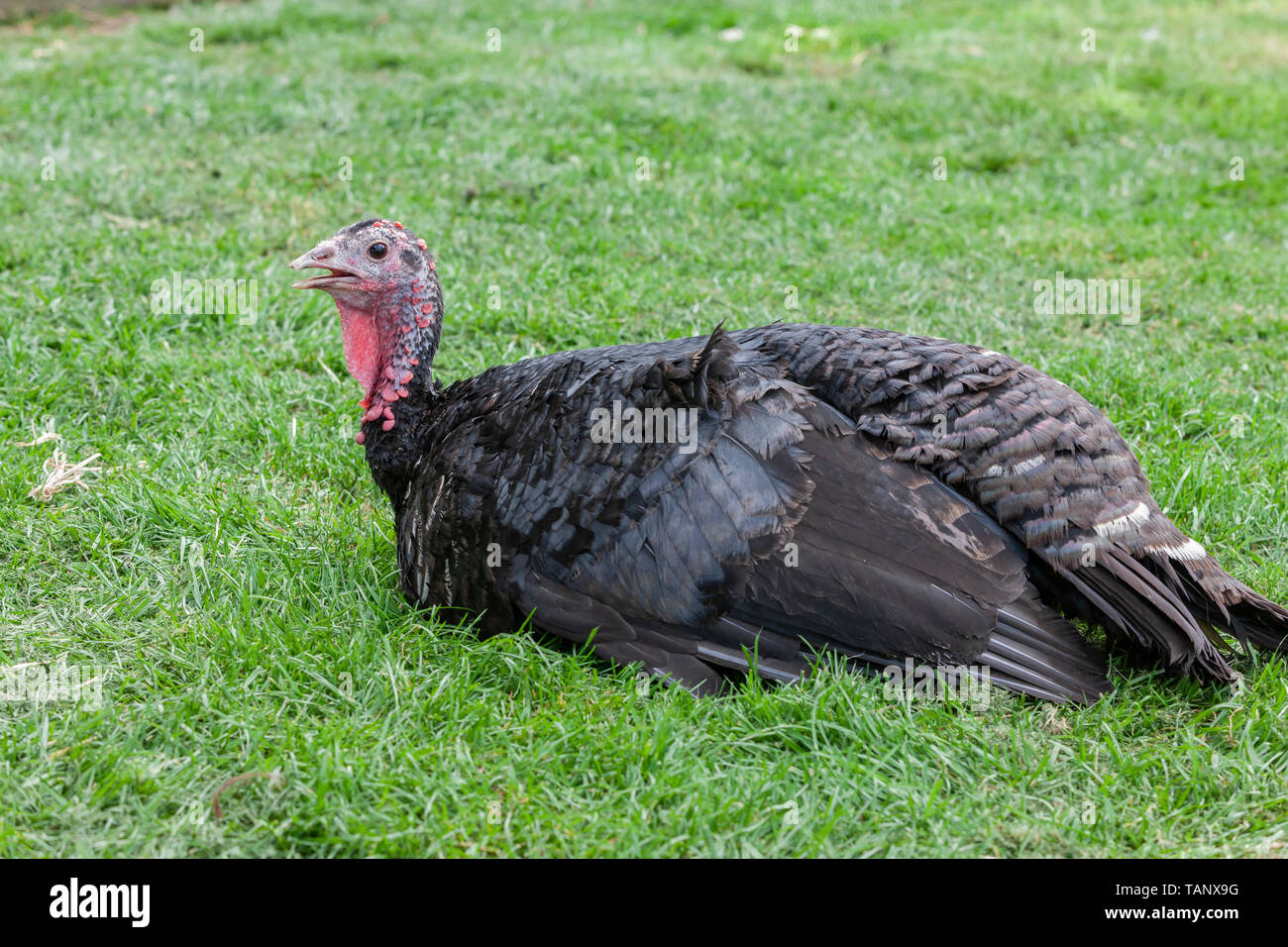 Bronze turkey breed hi-res stock photography and images - Alamy