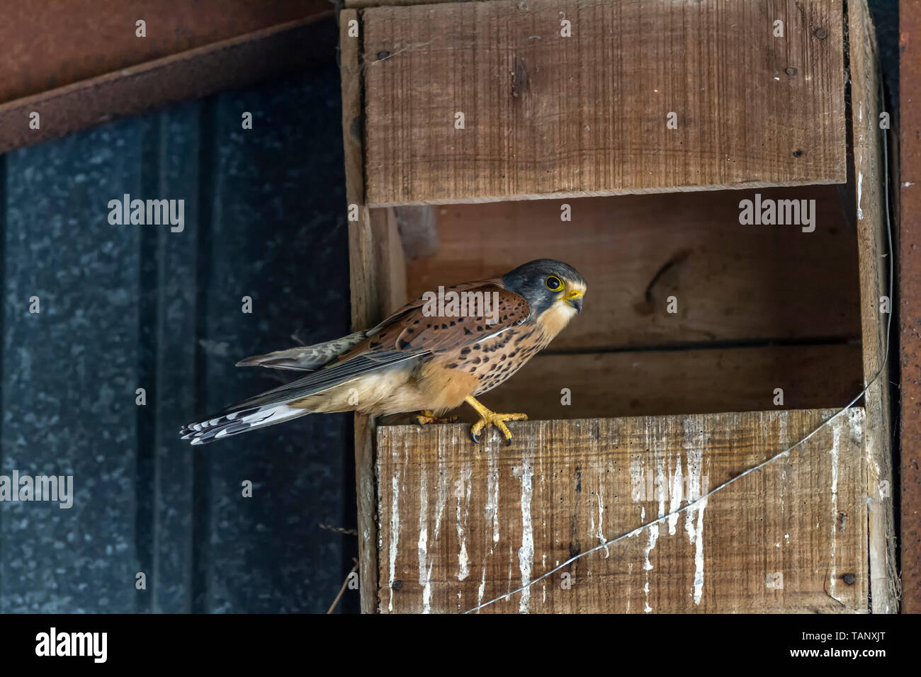 Kestrel, Falco tinnunculus (Falconidae) nesting in a unused Barn Owl ...