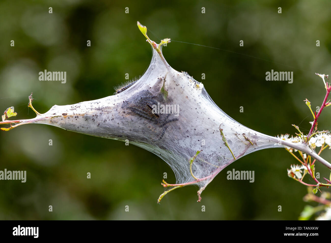 Oak Processionally moths caterpillar web nest, Summer Leys nature ...