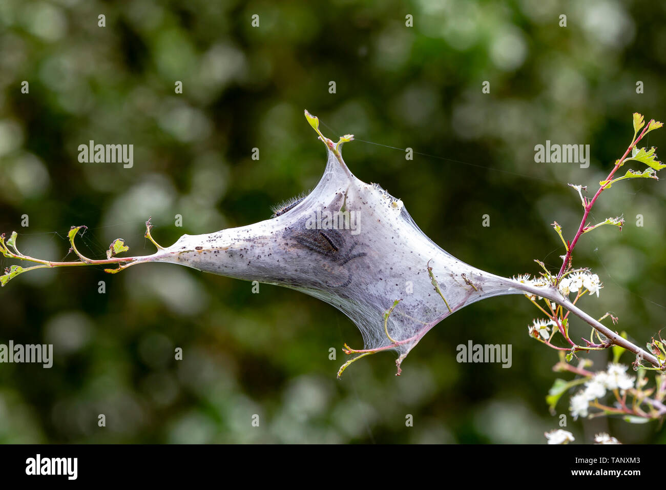 Oak Processionally moths caterpillar web nest, Summer Leys nature ...