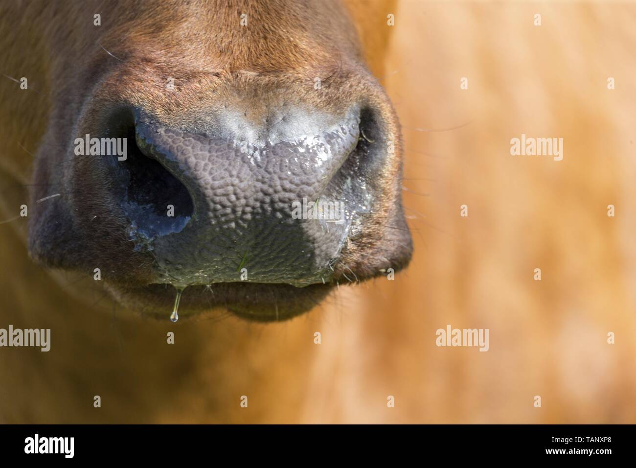 Cattle Noses High Resolution Stock Photography and Images - Alamy