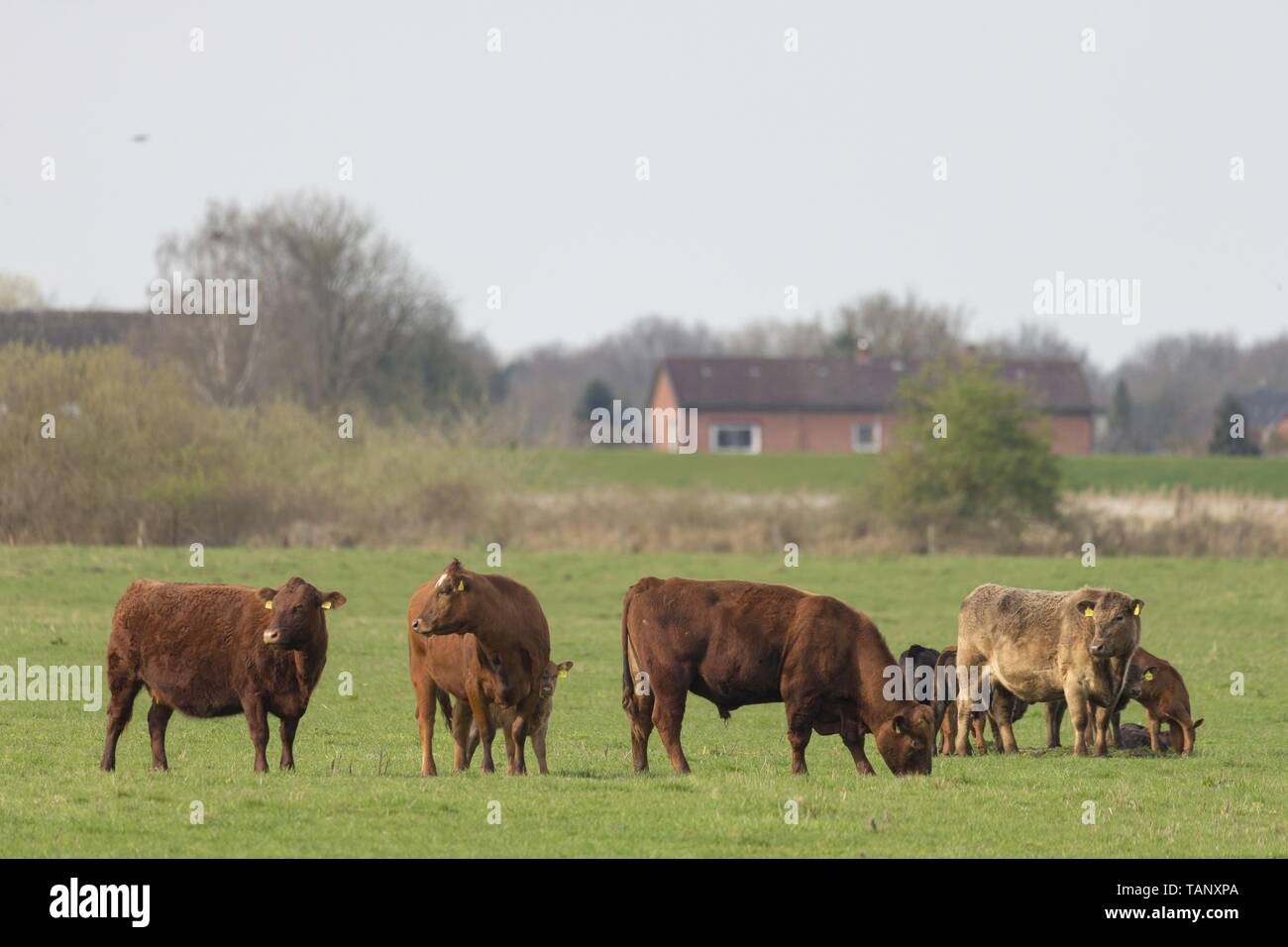 Angus cattle autumn hi-res stock photography and images - Alamy