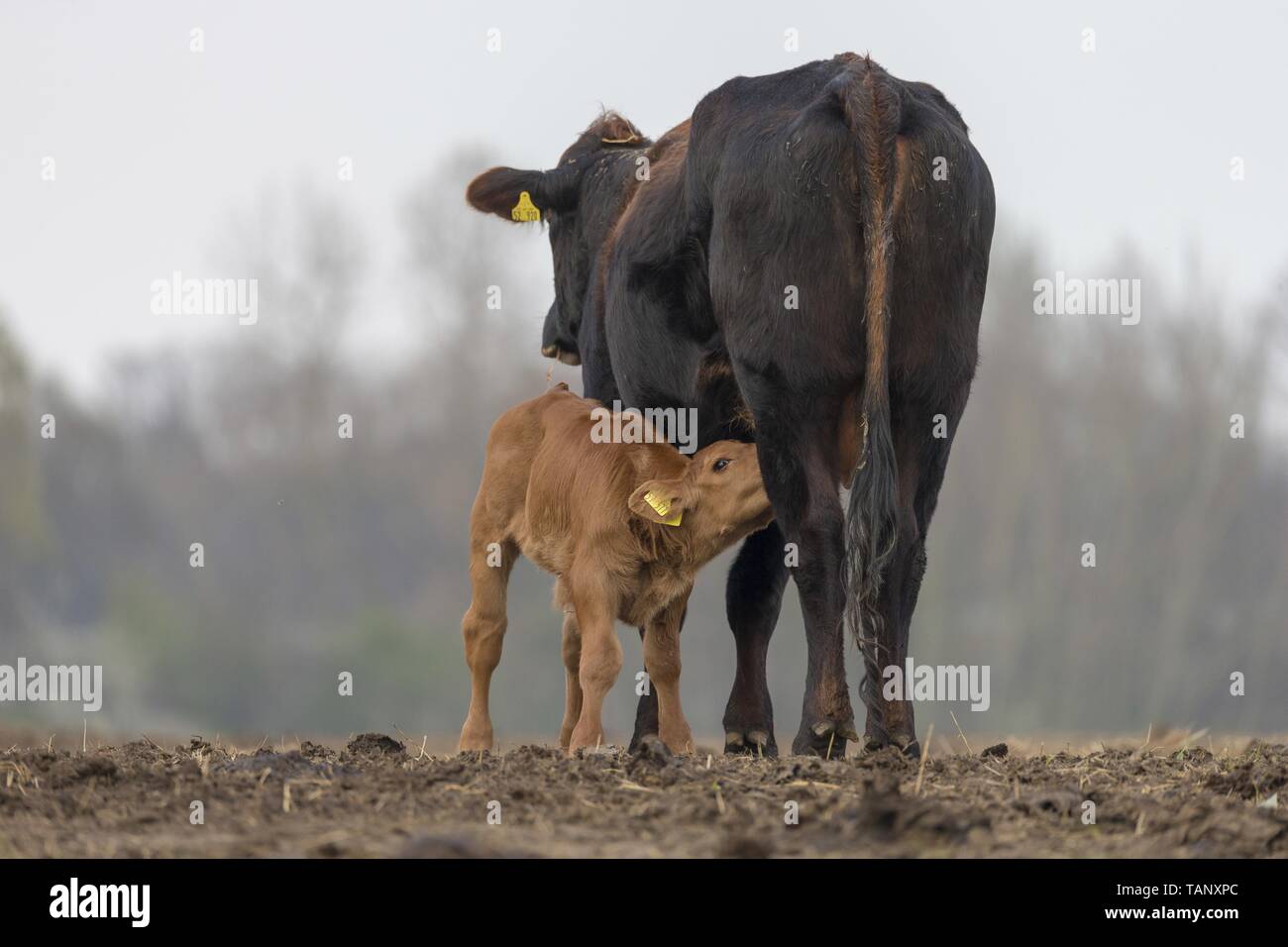 Cows backside hi-res stock photography and images - Alamy