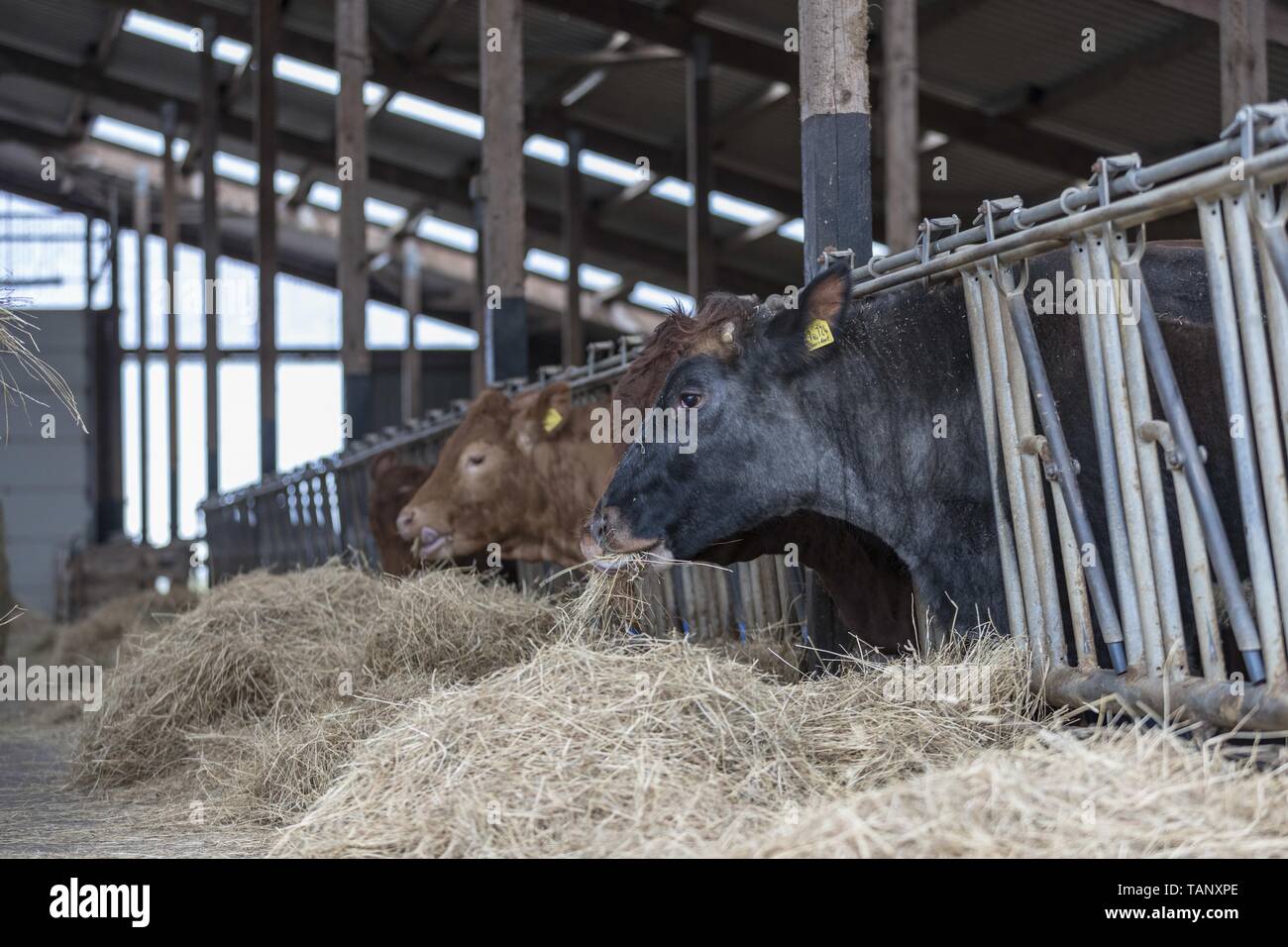 Heck food hi-res stock photography and images - Alamy
