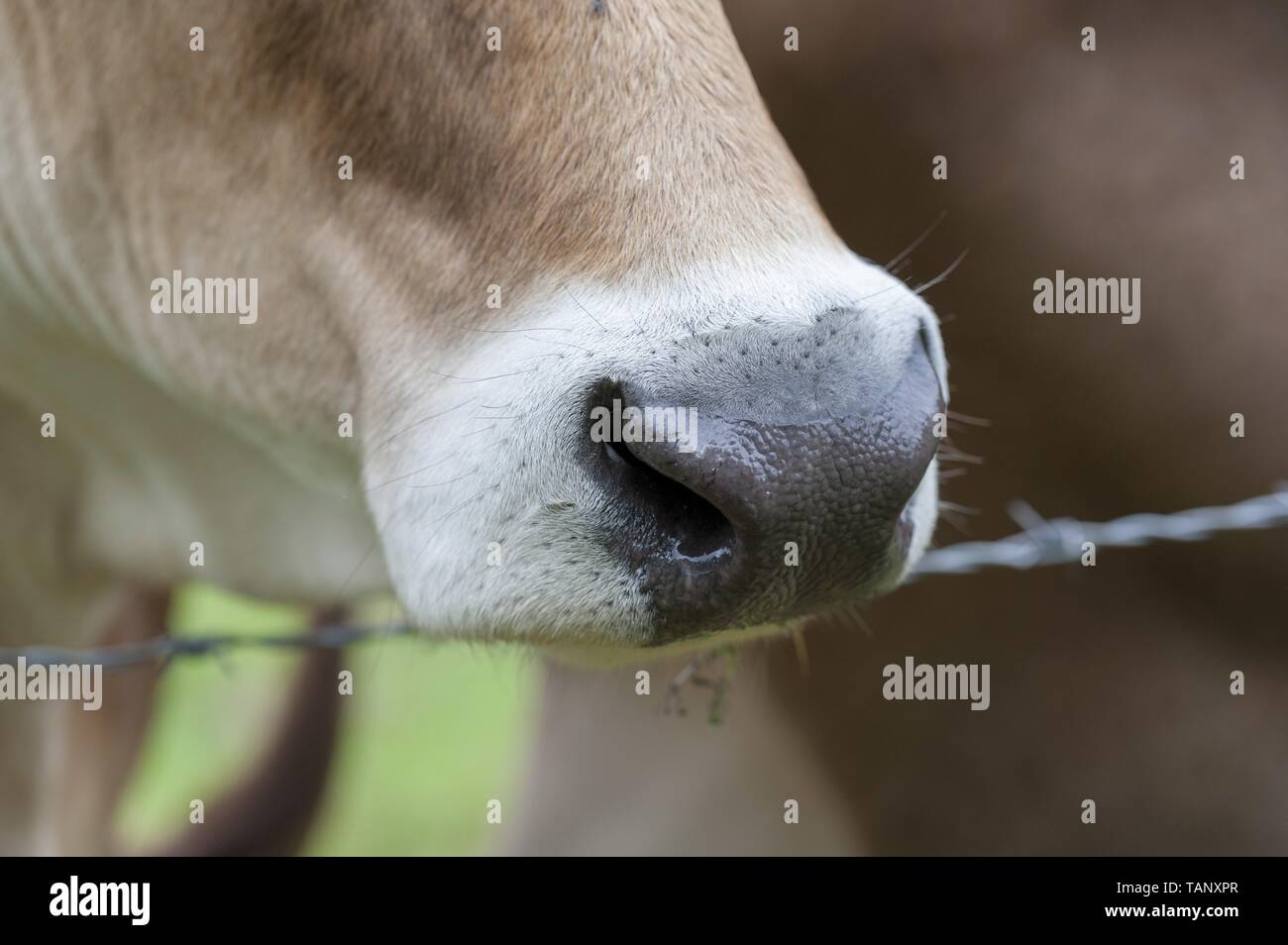 Cows nose details hi-res stock photography and images - Alamy