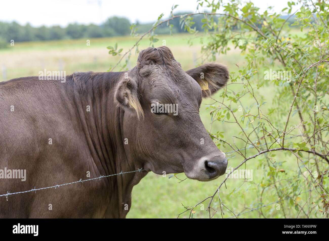 Dual purpose cattle hi-res stock photography and images - Alamy