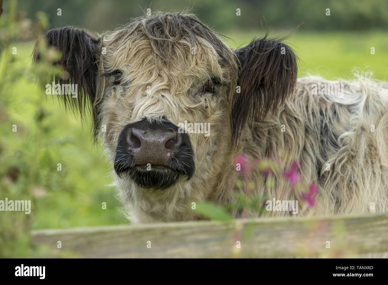 Galloway's view hi-res stock photography and images - Alamy