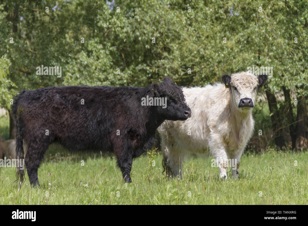White galloways hi-res stock photography and images - Alamy