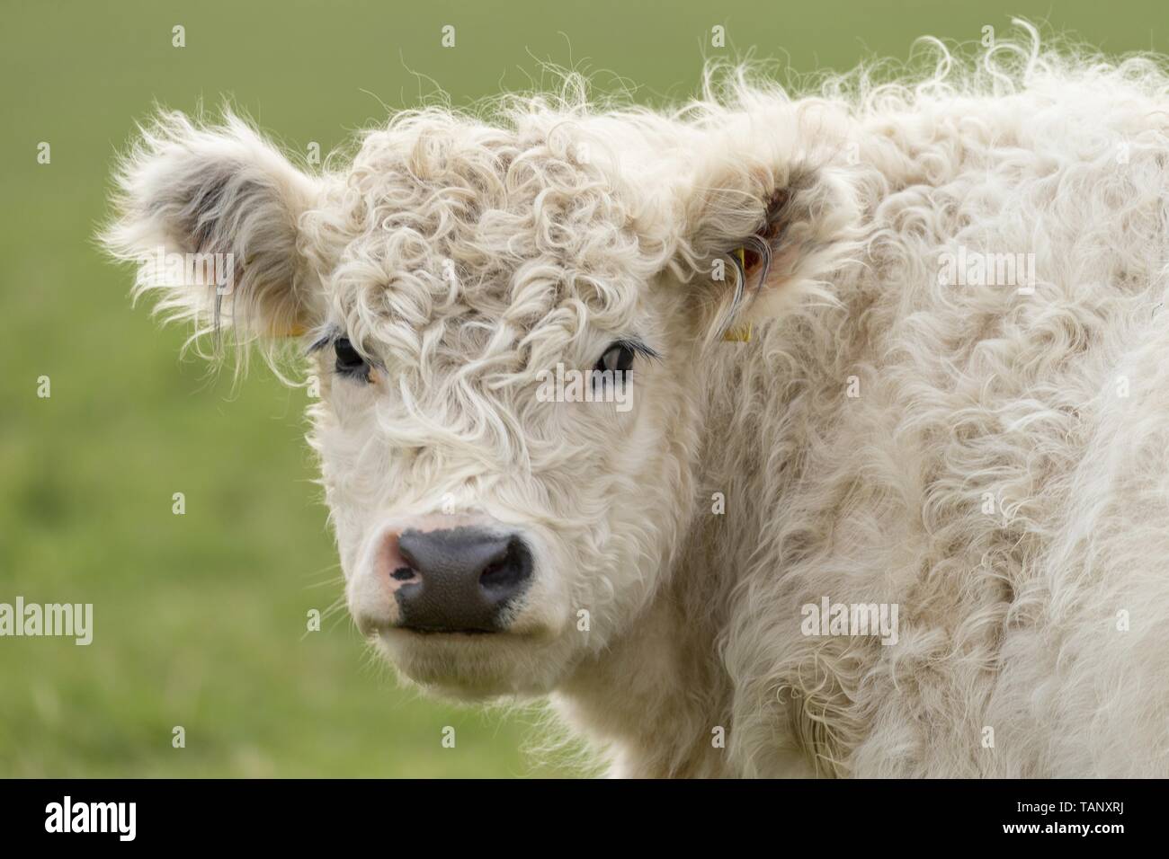 Galloway's view hi-res stock photography and images - Alamy