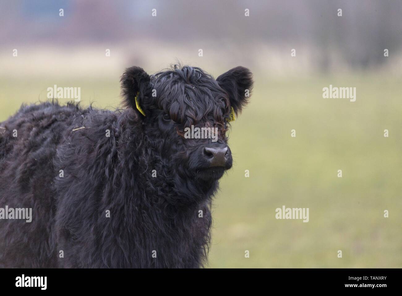Galloways view hi-res stock photography and images - Alamy