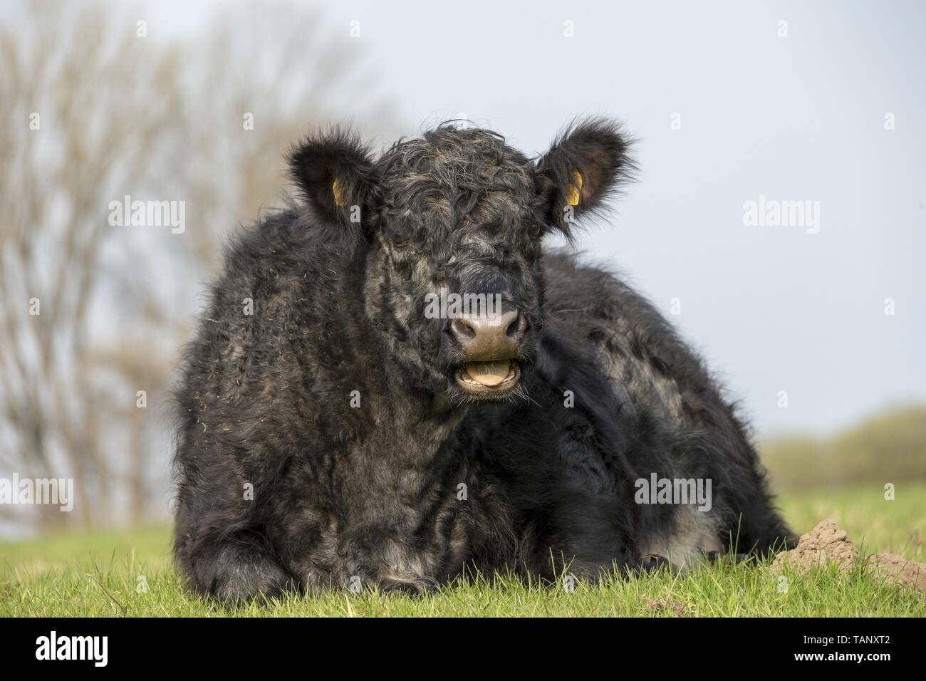 Rehashing hi-res stock photography and images - Alamy