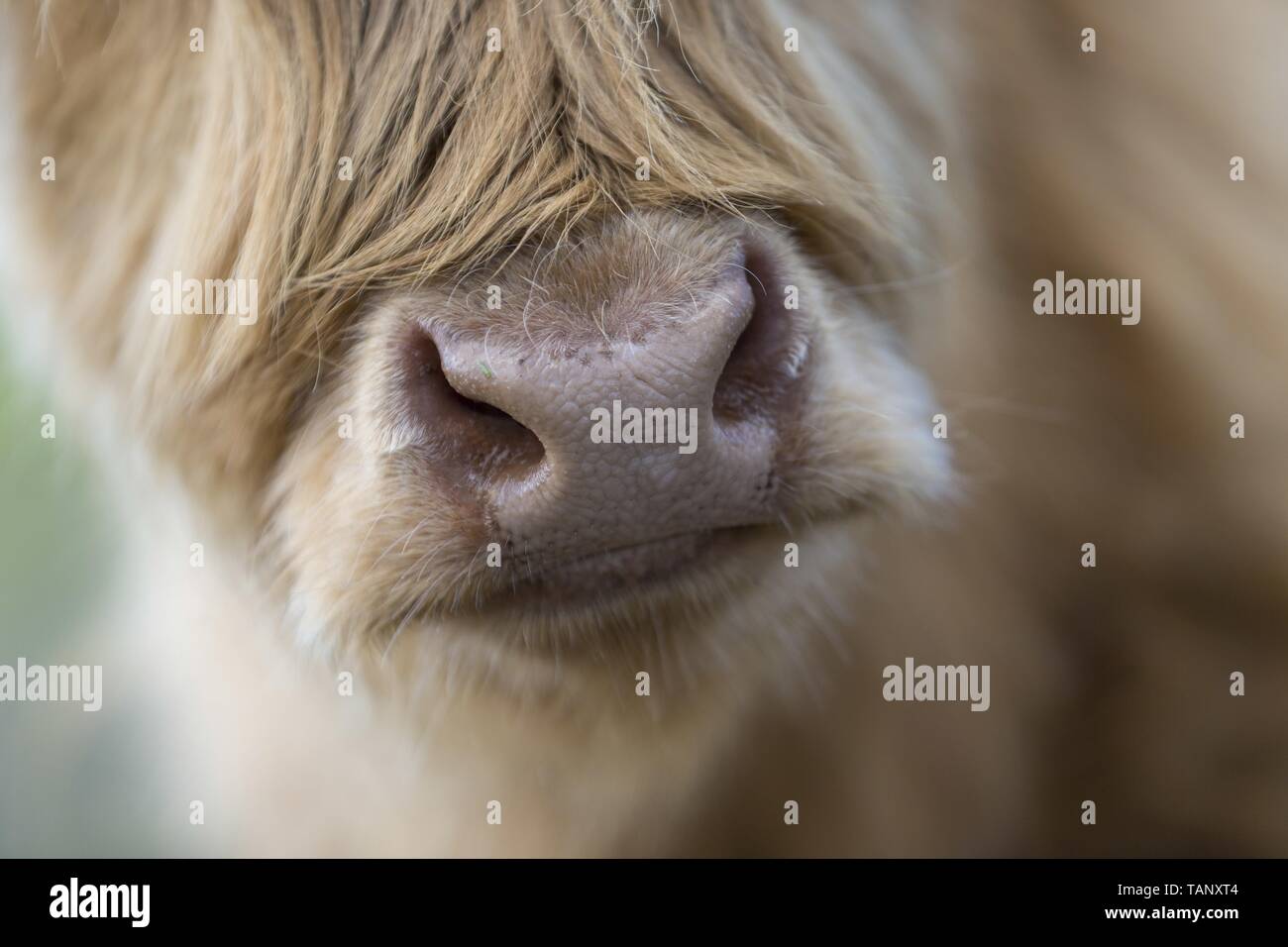 Close up highland cows nose hi-res stock photography and images - Alamy