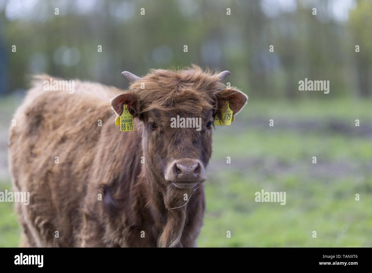 Solo highland cow hi-res stock photography and images - Alamy