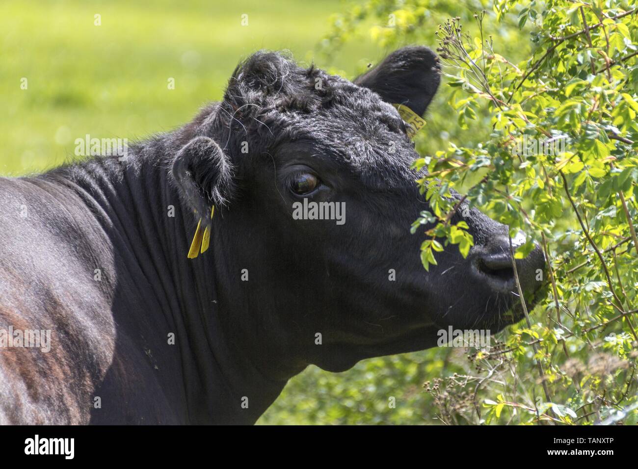 Friesian cow side hi-res stock photography and images - Alamy