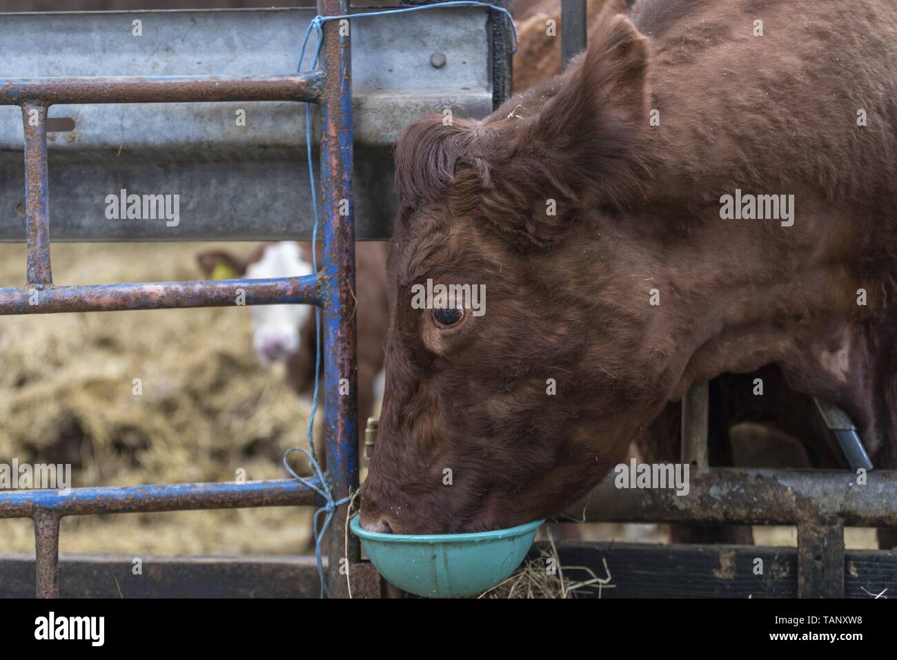 Cattle troughs hi-res stock photography and images - Alamy