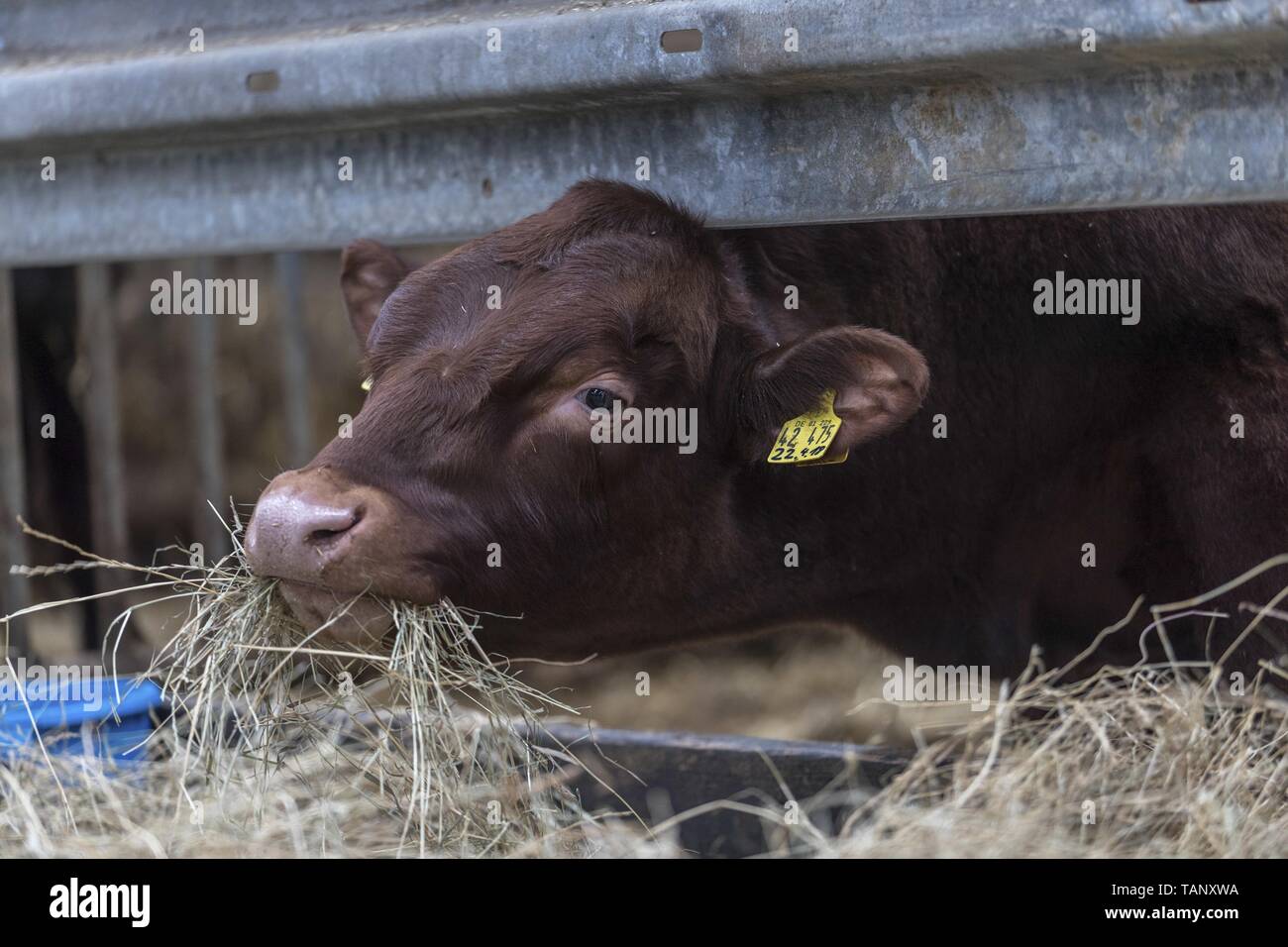 Limousin beef cows head hi-res stock photography and images - Alamy