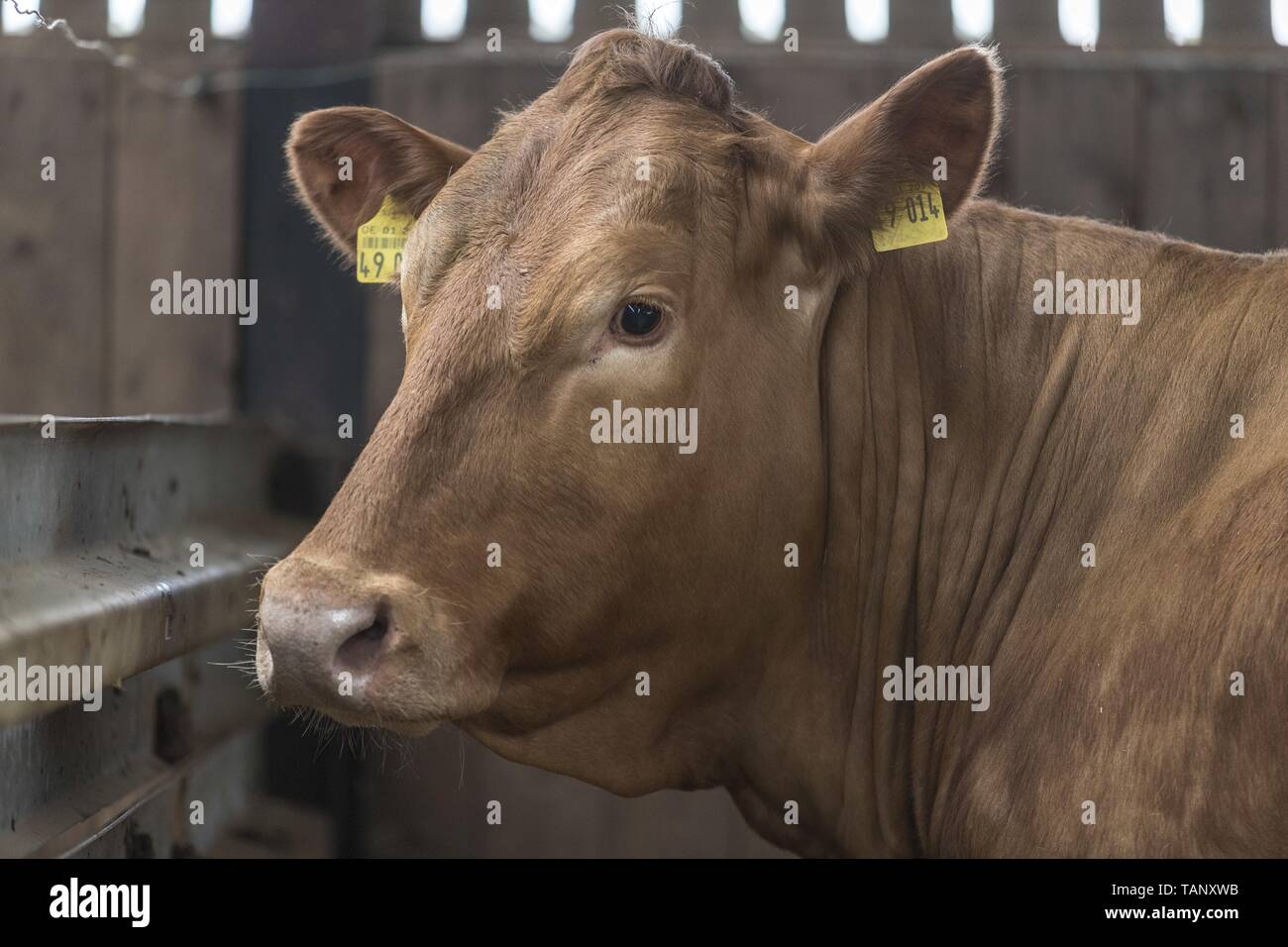 Adult limousin cow hi-res stock photography and images - Alamy