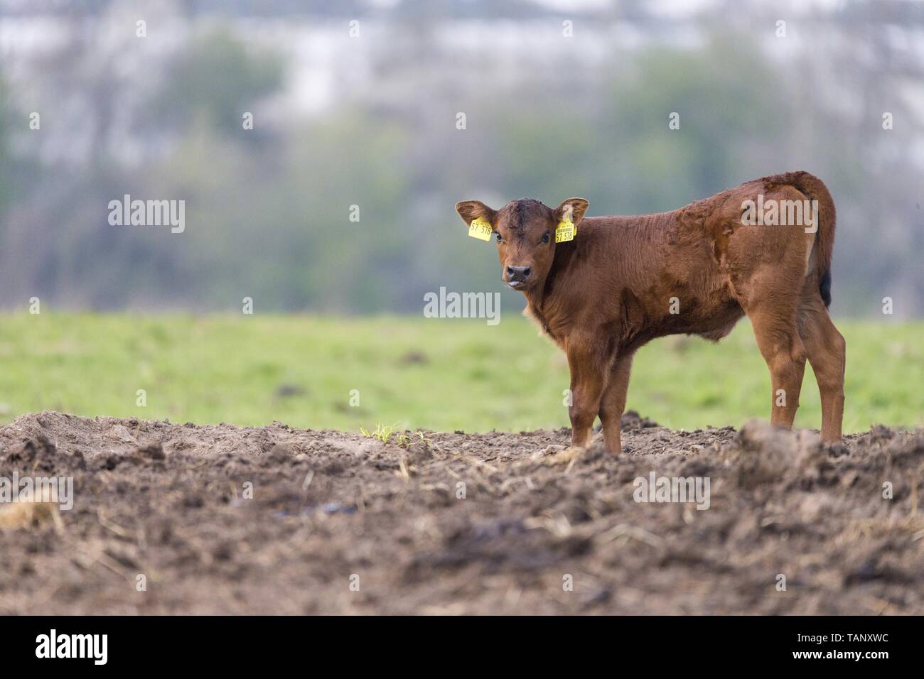 Cross breed calf hi-res stock photography and images - Alamy