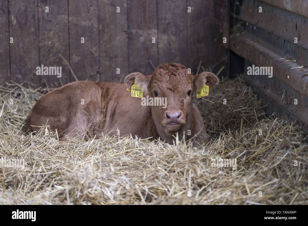 Red shorthorn cattle hi-res stock photography and images - Alamy
