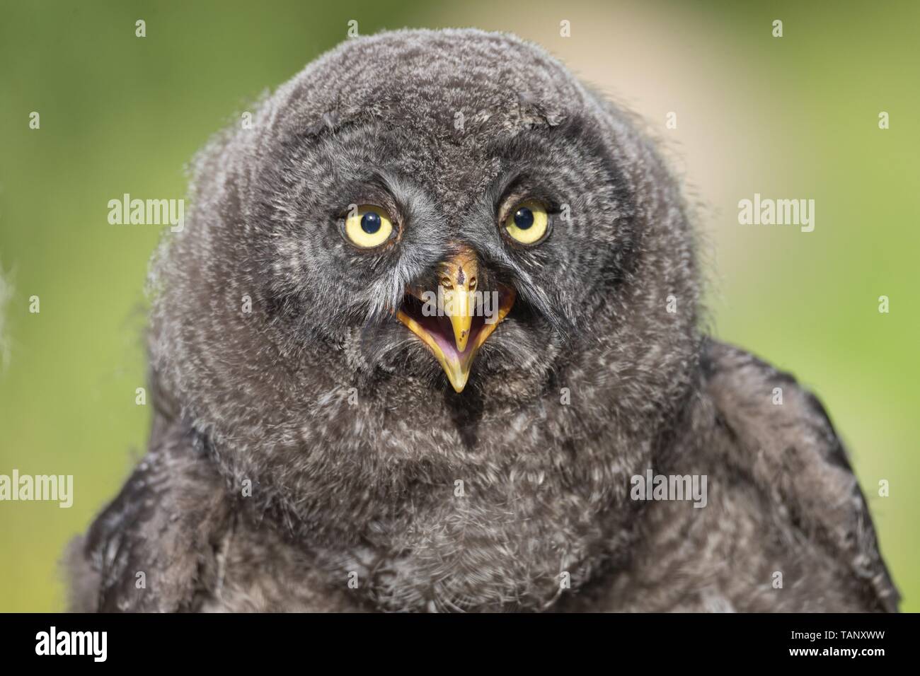 Great grey owl chicks hi-res stock photography and images - Alamy
