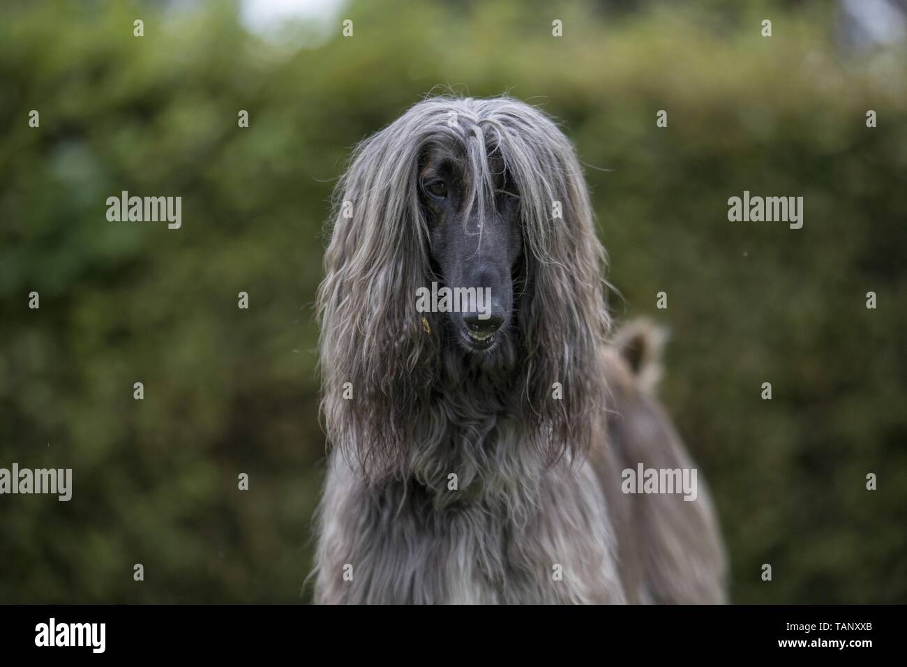 Afghan heads hi-res stock photography and images - Alamy