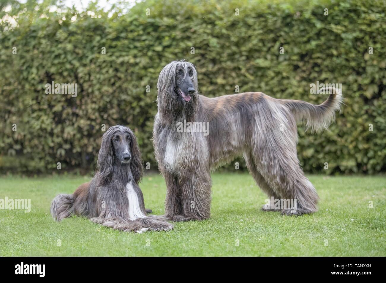 Afghans horizontal hi-res stock photography and images - Alamy