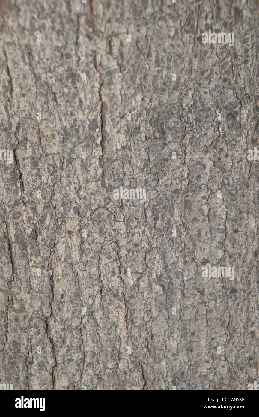 Bark texture photography Stock Photo - Alamy