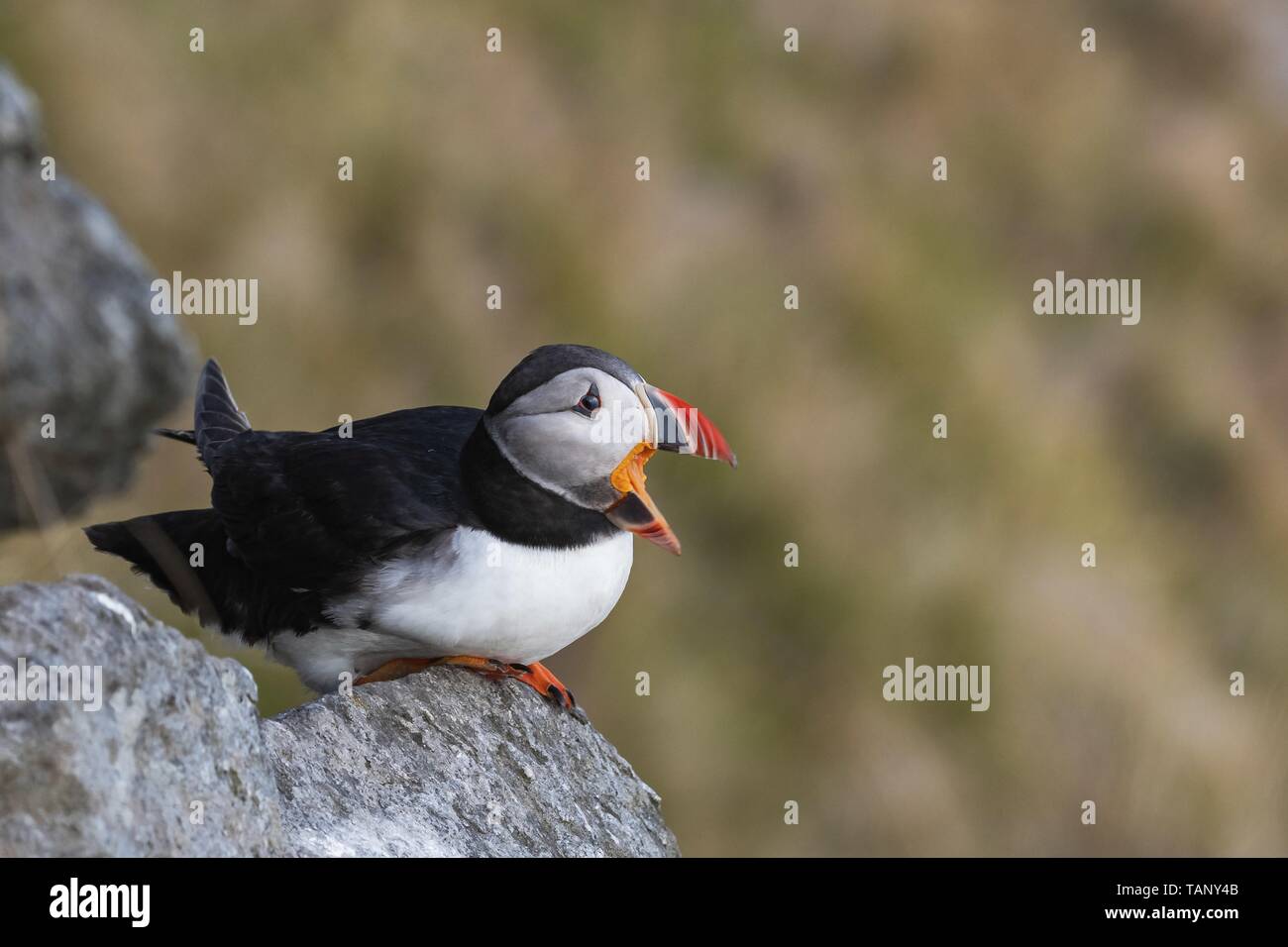 Puffins beaks open hi-res stock photography and images - Alamy