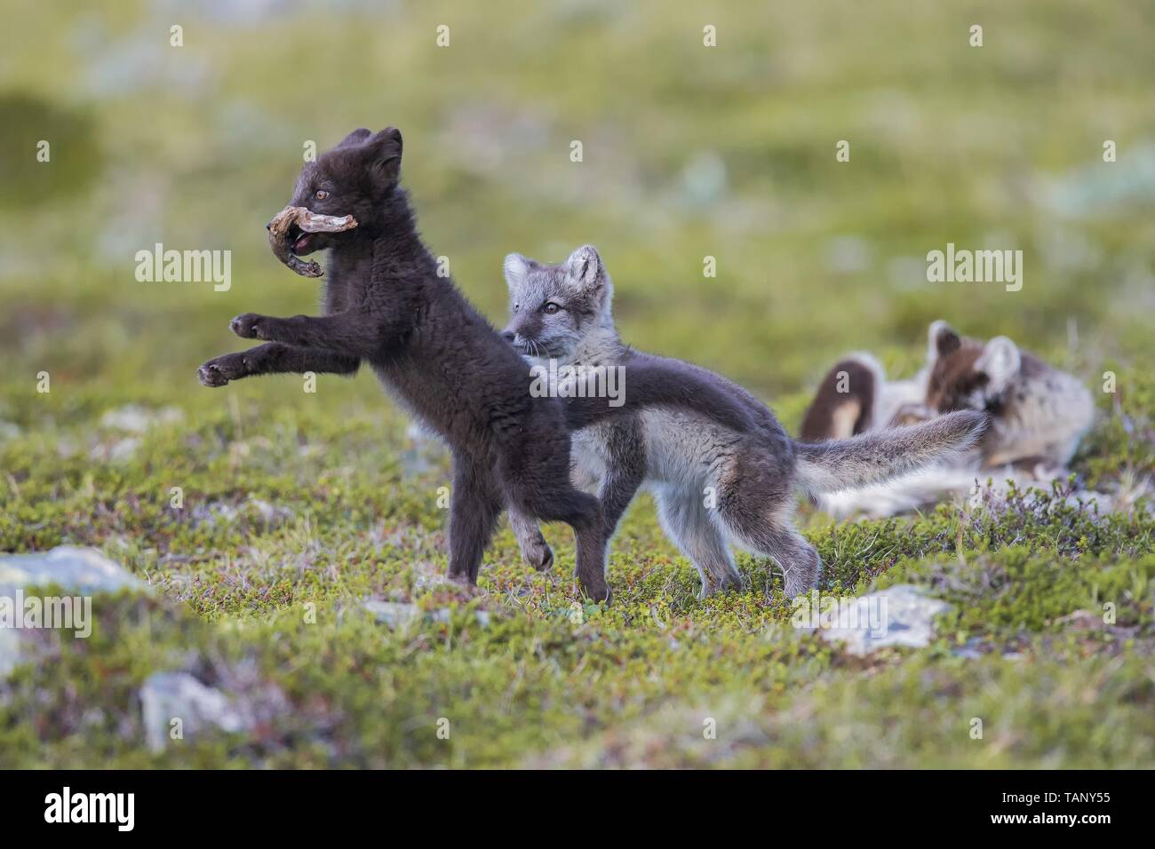 Arctic fox cub running hi-res stock photography and images - Alamy