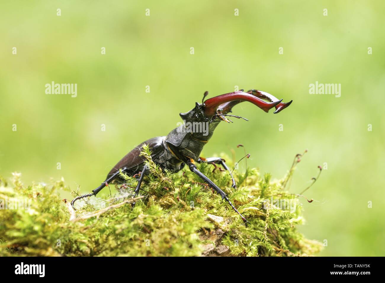 Stag bugs hi-res stock photography and images - Alamy