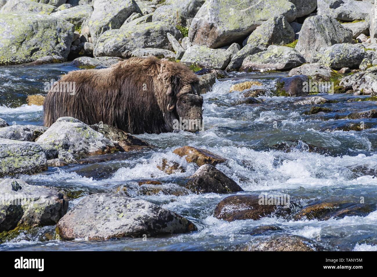 Musk rocks hi-res stock photography and images - Alamy