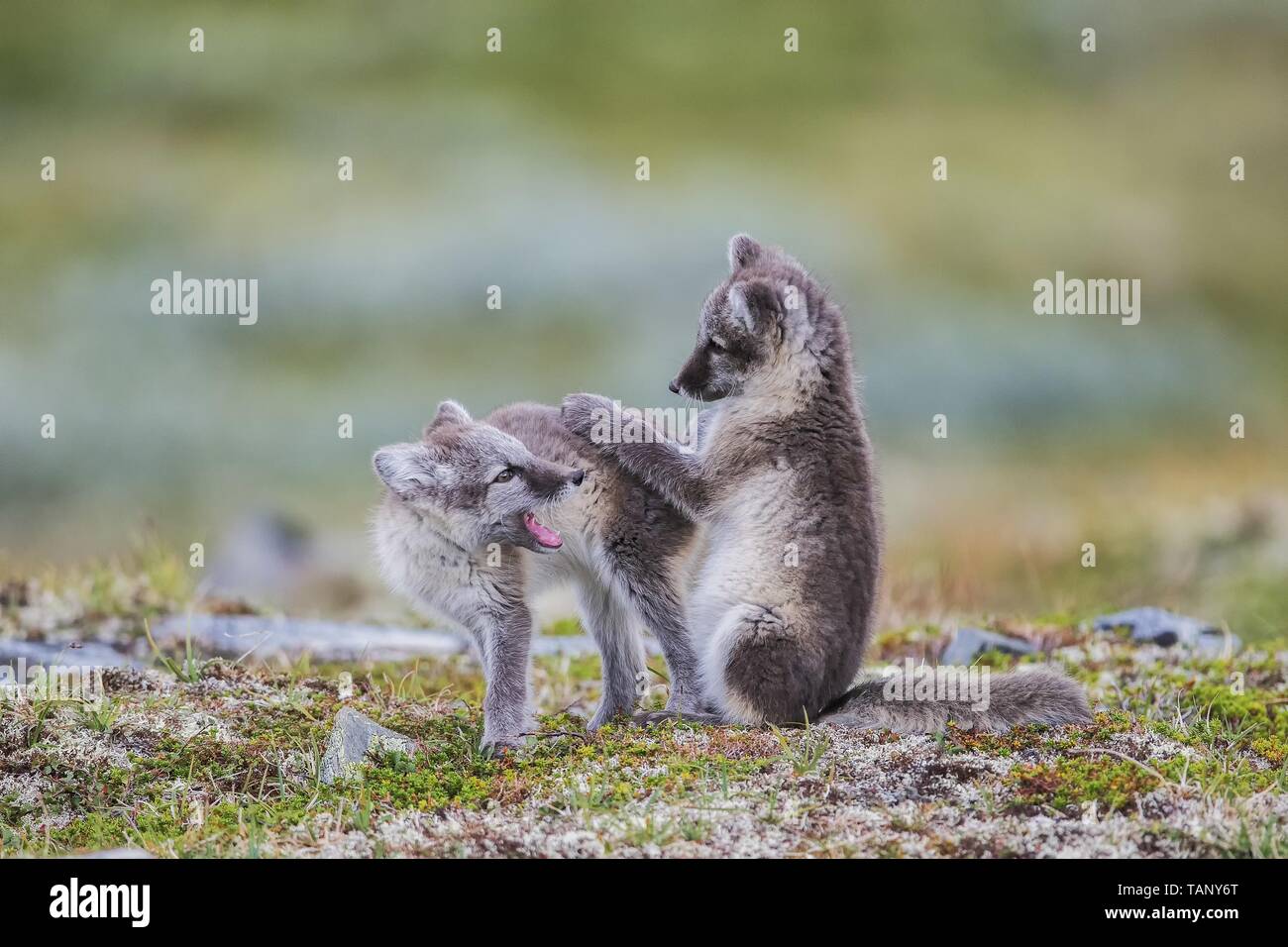 Baby arctic foxes hi-res stock photography and images - Alamy