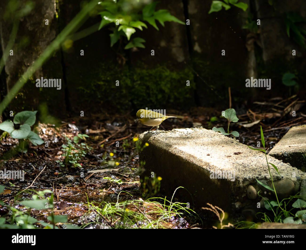 A Japanese white eye, Zosterops japonicus, perches briefly on a ...