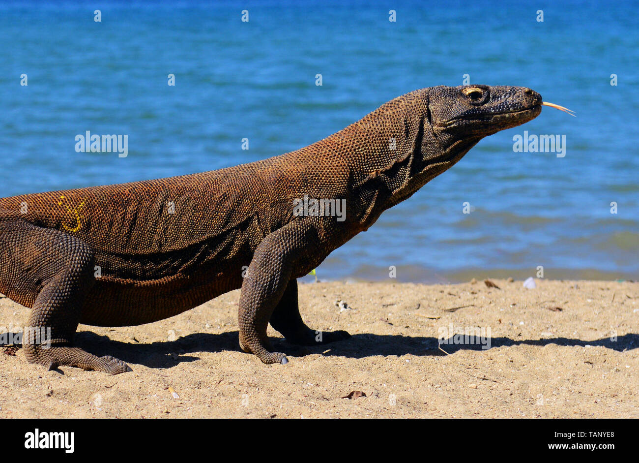 Komodo island hi-res stock photography and images - Alamy