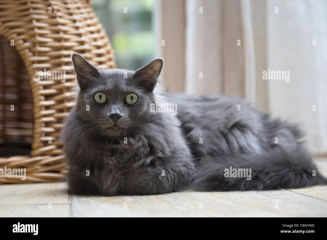Nebelung hi-res stock photography and images - Alamy