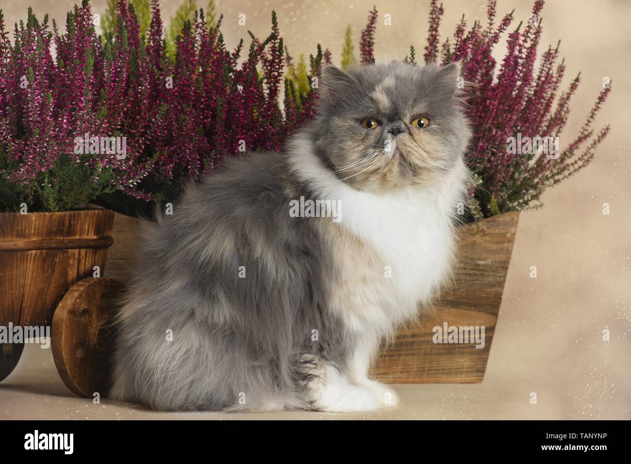 sitting Persian Cat Stock Photo - Alamy