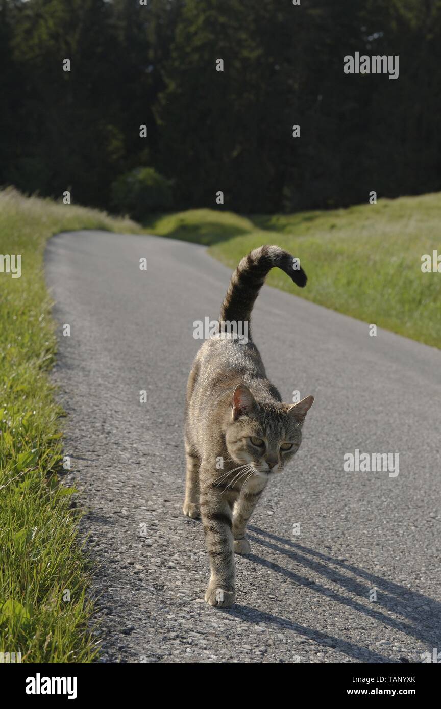 Cat walking streets hi-res stock photography and images - Alamy